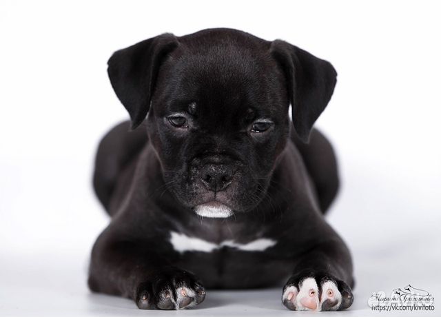 Американский Булли супер малыши