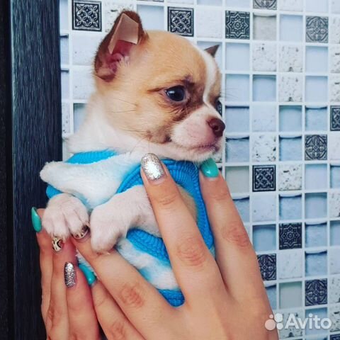 Щенок чихуахуа (мини)