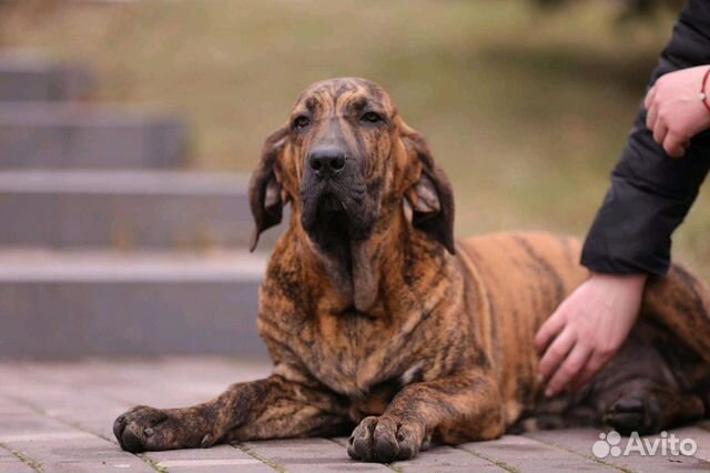 Фила Бразильеро