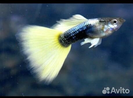 Продам рыбок