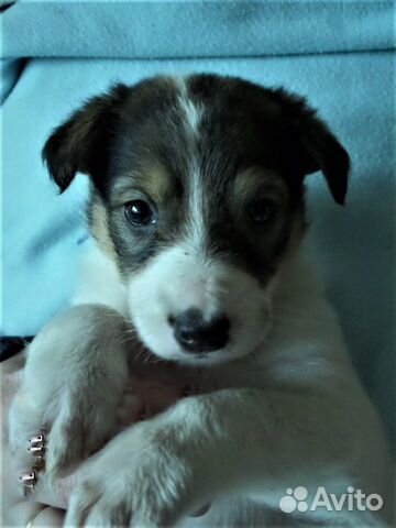 Метис Зефирка в добрые руки