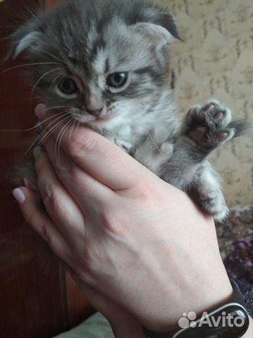 Котята Британцы