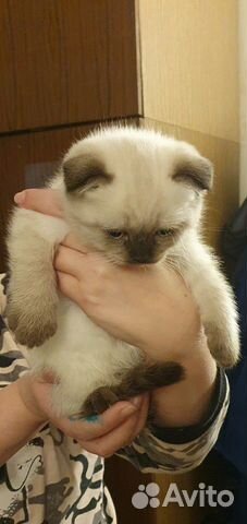 Котята Шотландские, вязка SFS71