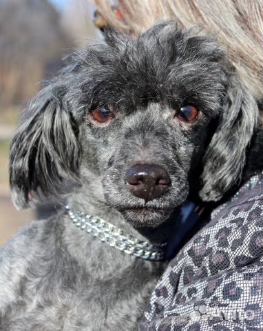 Милый Тимоша ищет добрые ручки