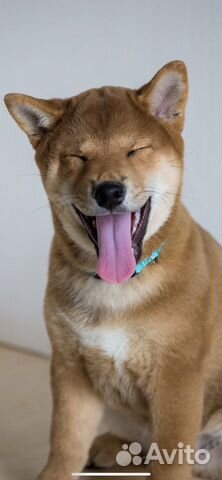 Щенок сиба-ину