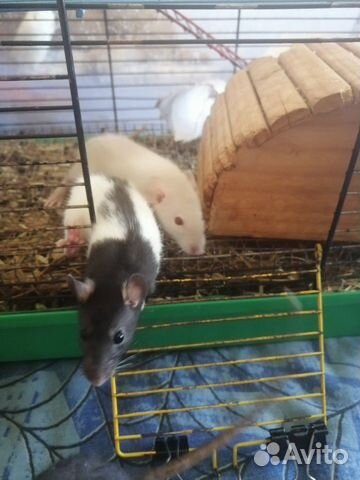 Декоративные крысята Дамбо