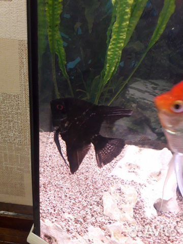 Рыбы скалярии 3 шт