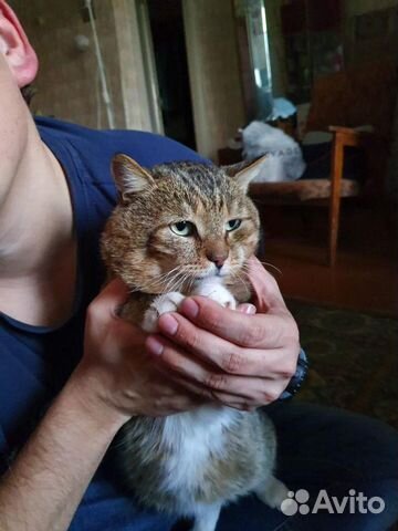 Отдадим бесплатно в добрые руки красивого котика