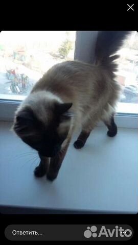 Отдам клевого кота в добрые руки