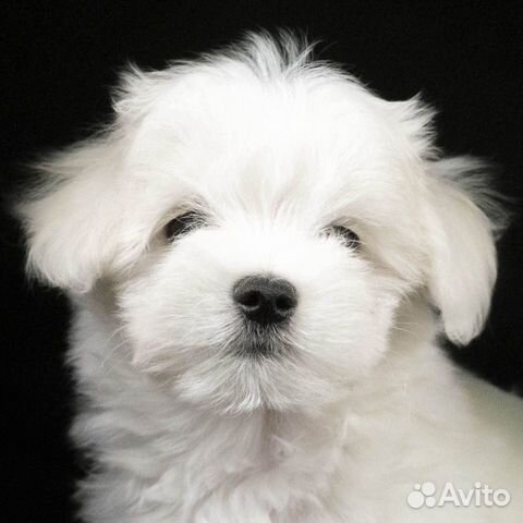 Девочка мальтезе шоу-класса