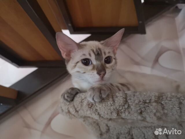 Бенгальская кошка, 5 месяцев