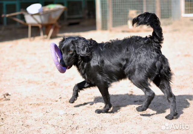 Метис спаниеля пропадает в приюте