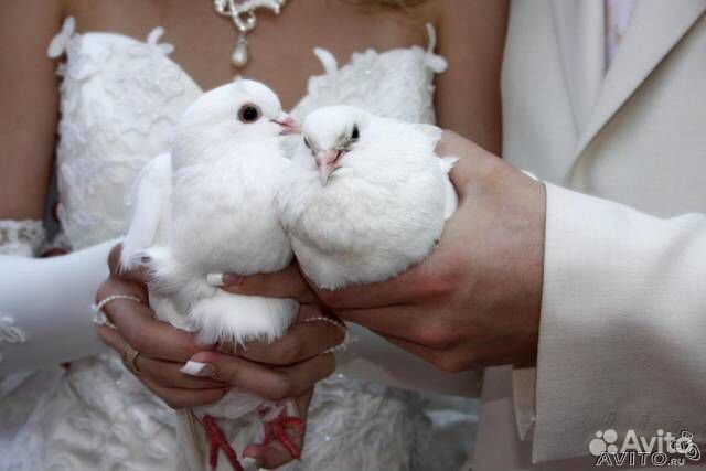 Белые голуби на свадьбы, праздники