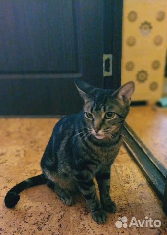 Котик Рысик