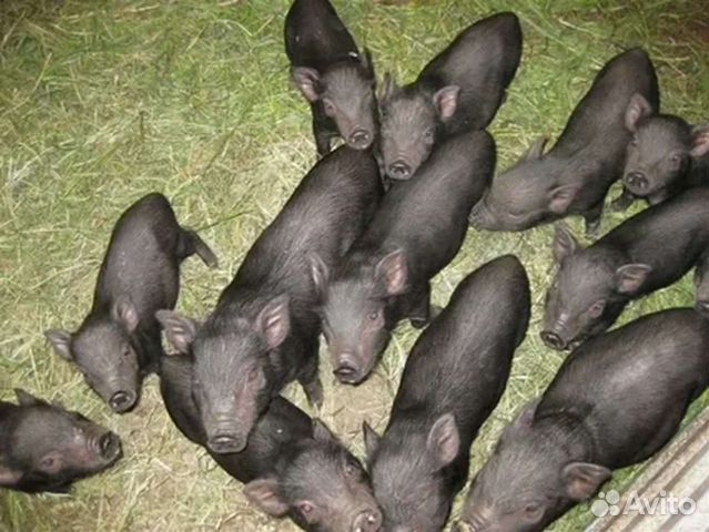 Поросенок вьетнамец