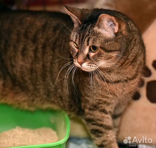 Кошка Рыбка в добрые руки