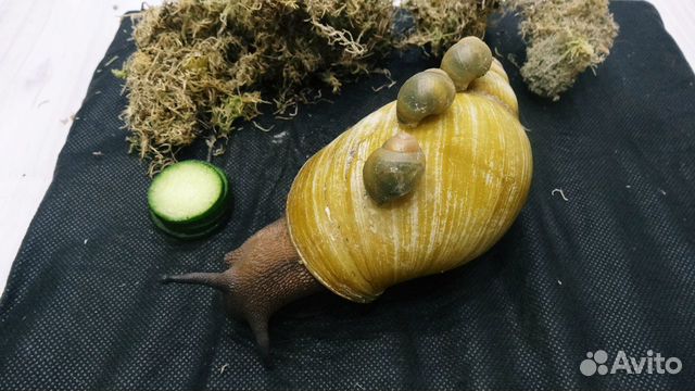 Архахатина иктерика (кросс ривер) улитка