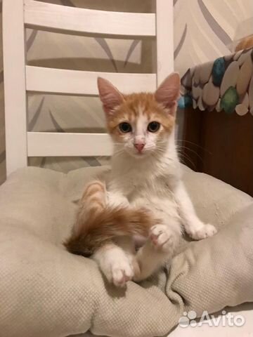 Котенок ищет дом