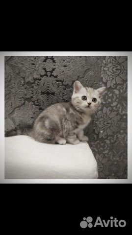 Бринатские котята