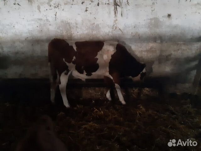 Бычки и тёлки