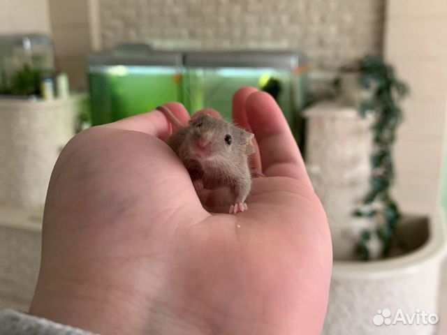 Мышки(моего разведения) +3 клетки