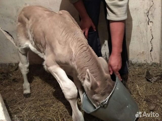 Швицкая чистопородная телочка