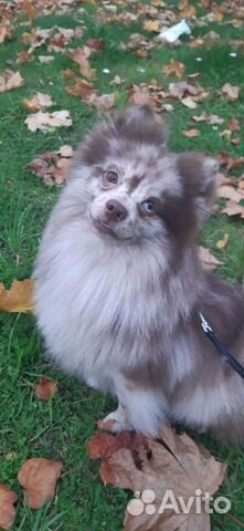 Шпиц (вязка)