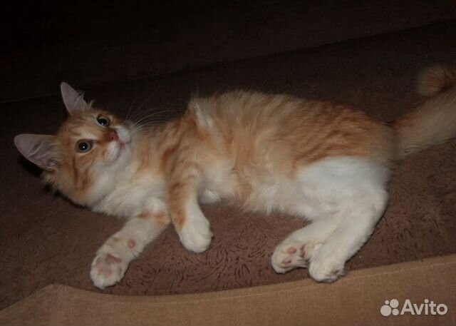 Котенок рыжий кот отдам даром