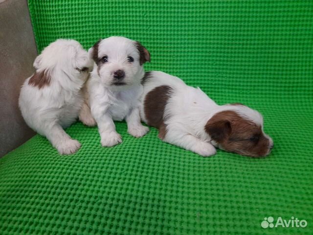 Йорки-белоснежки