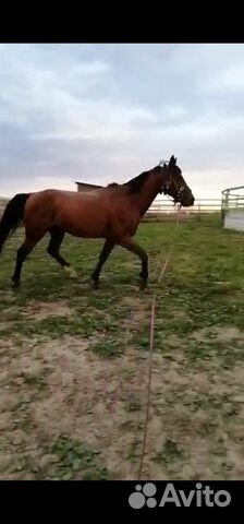 Продам жеребца