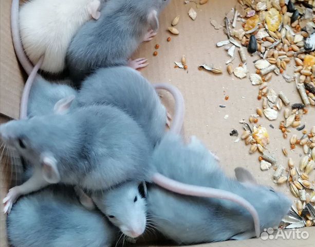 Крысики голубые дамбики