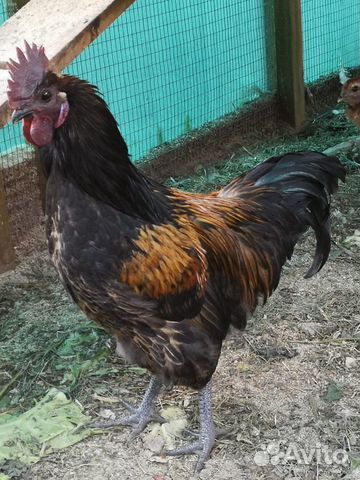 Петух Лакеданзи