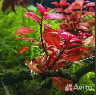 Людвигия супер ред (Ludwigia palustris super red)