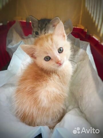 Персиковое чудо ищет любящих хозяев