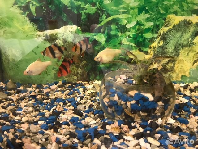 Рыбки барбусы