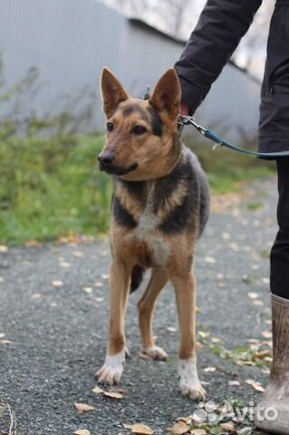 Даш, метис овчарки в добрые руки