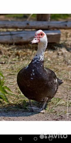 Утки живые и тушки