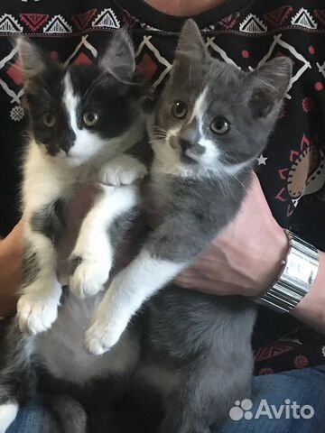Котята