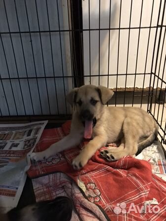 Щенок бесплатно