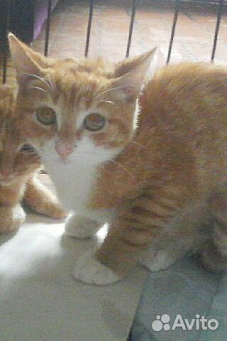Котенок мальчик 3 месяца