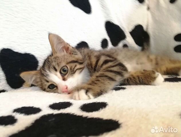 Сеня ищет дом