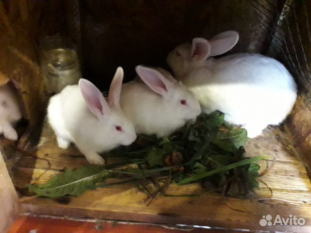 Кролики белый великан