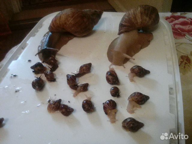 Улитки Ахатин Ретикулят