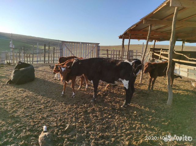 Бык на продажу