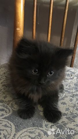 Кошка отдам бесплатно кошку в добрые руки. Девочка