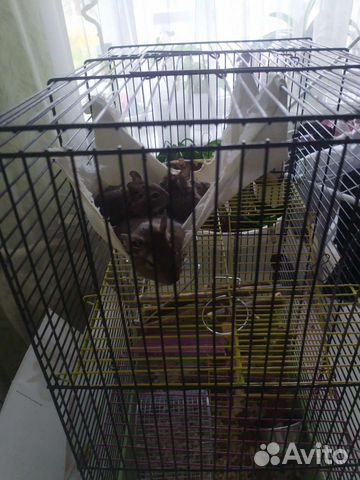 Отдаю бесплатно маленьких бельчат