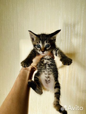 Котята в добрые руки бесплатно