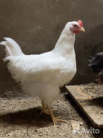 Петушок коралл 3,5 мес