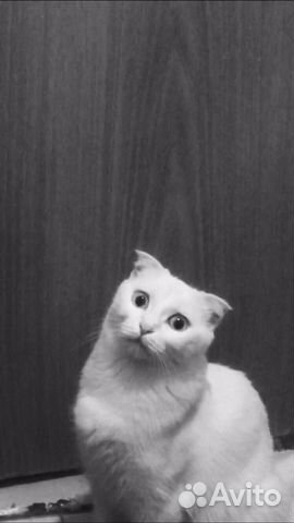 Отдам кошку