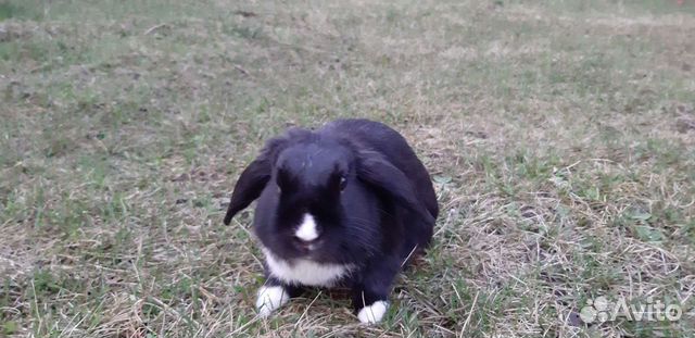 Кролик карликовый вислоухий